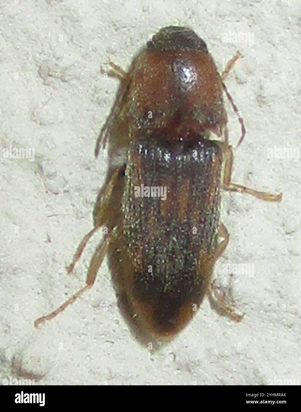 Click Beetles (Elateridae Stock Photo - Alamy