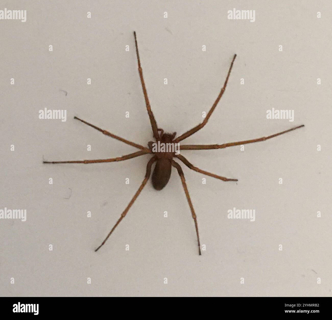 Reclusa hi-res stock photography and images - Alamy