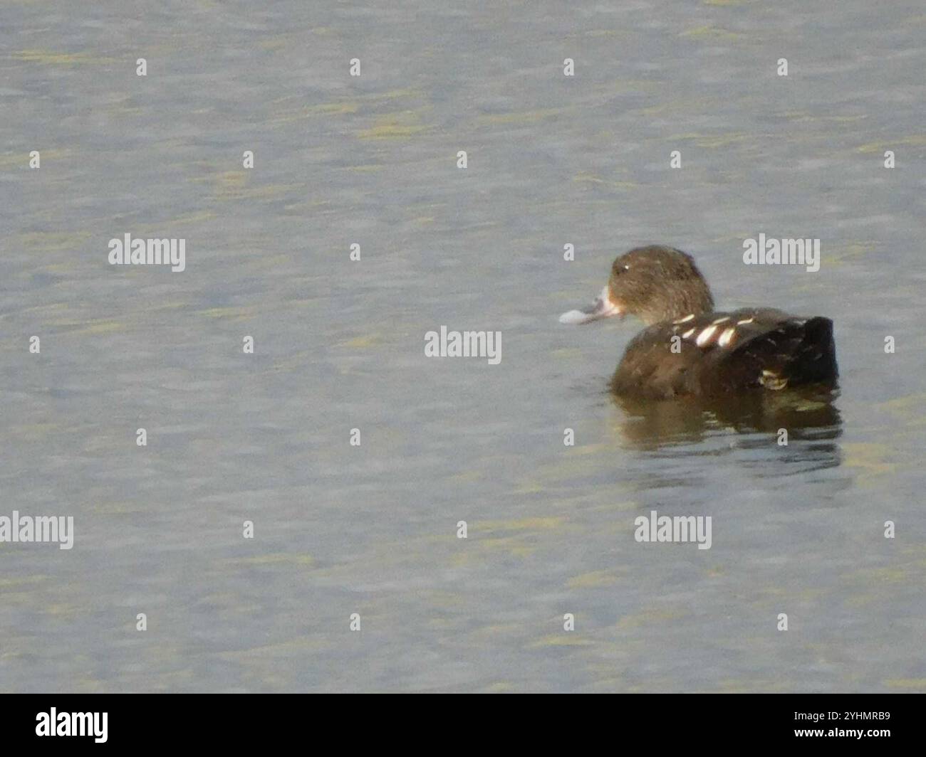 Southern African Black Duck (Anas sparsa sparsa Stock Photo - Alamy