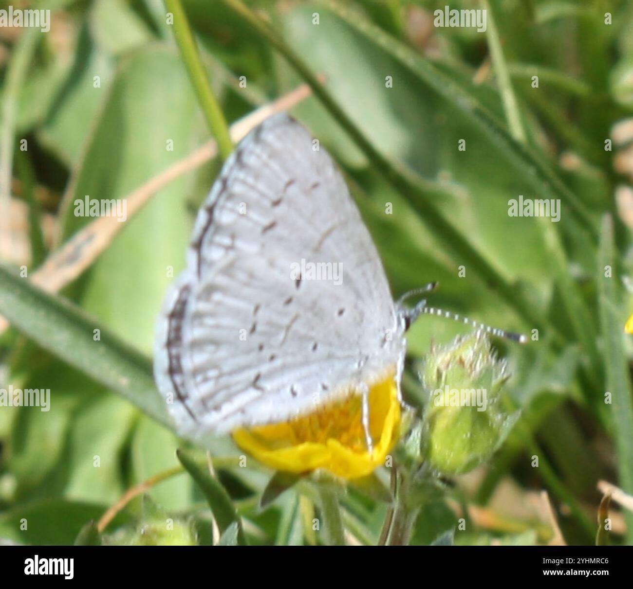 Echo Azure (Celastrina echo Stock Photo - Alamy