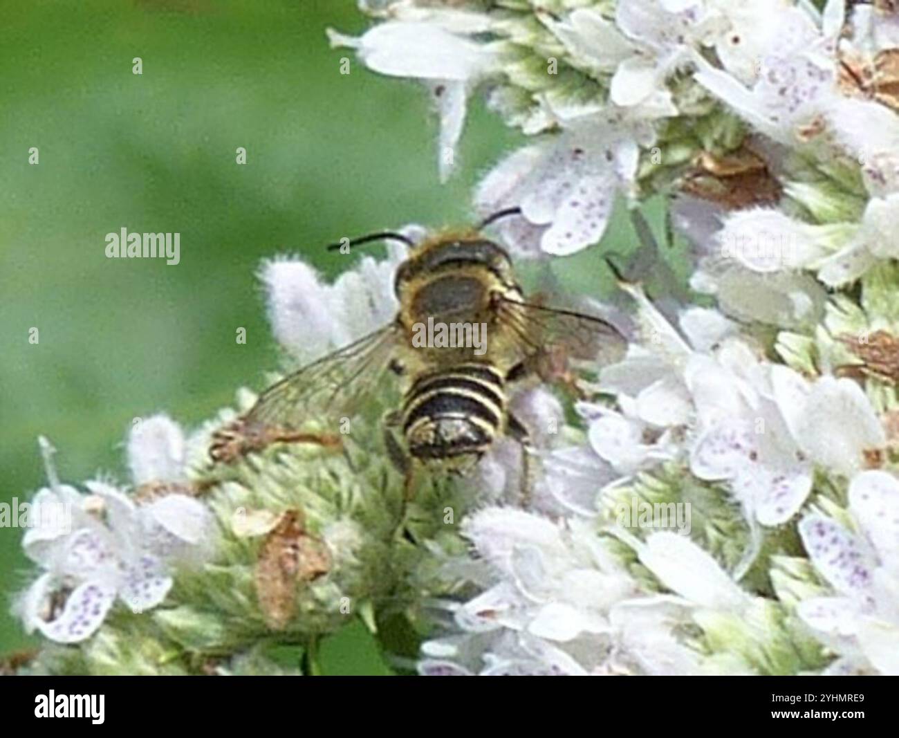 Alfalfa leafcutter bee megachile rotundata hi-res stock photography and ...