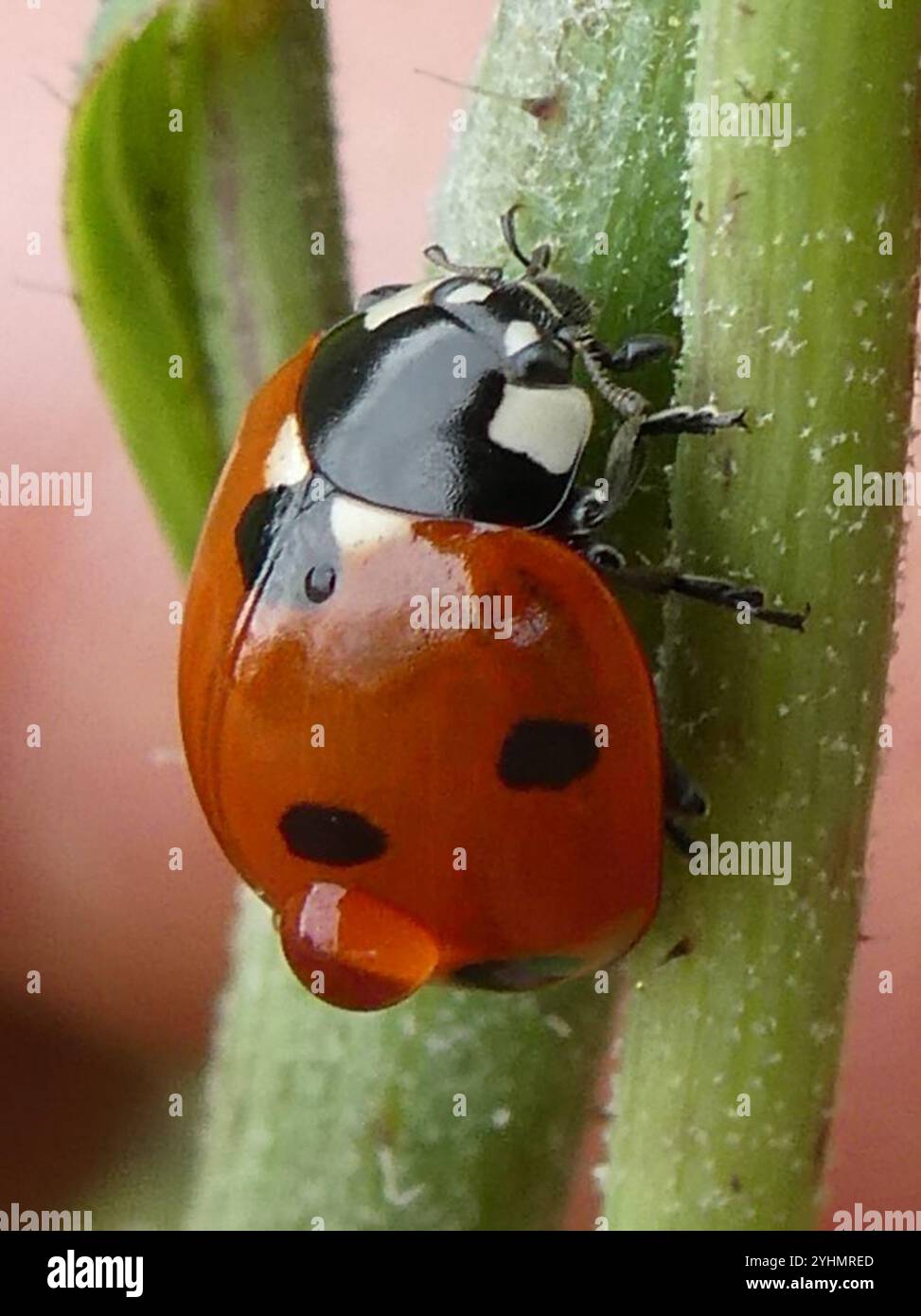 Seven-spotted Lady Beetle (Coccinella septempunctata Stock Photo - Alamy