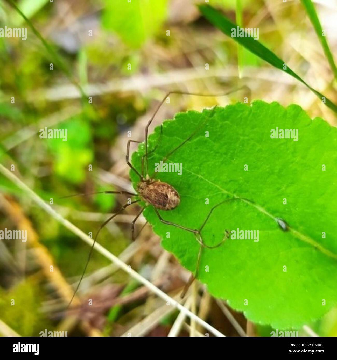 Mitopus morio hi-res stock photography and images - Alamy