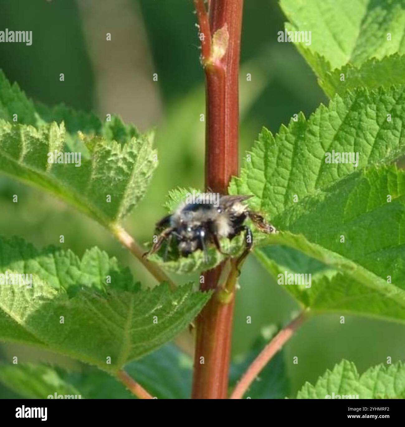 Sitka Bumble Bee (Bombus sitkensis Stock Photo - Alamy