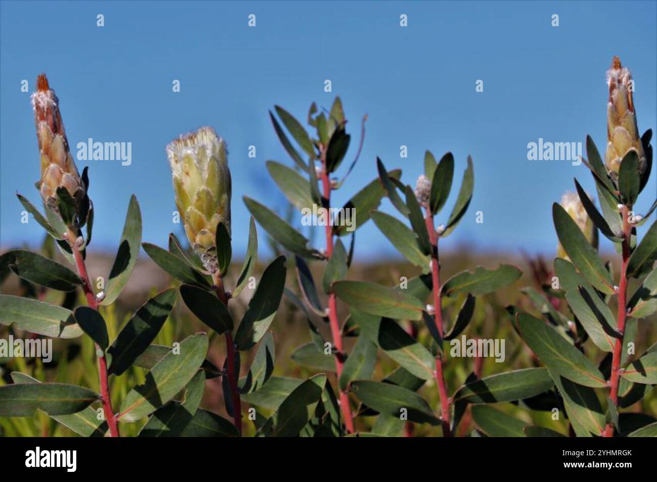 Forest sugarbush hi-res stock photography and images - Alamy