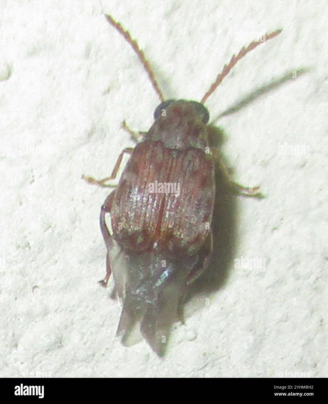 Bean weevils hi-res stock photography and images - Alamy