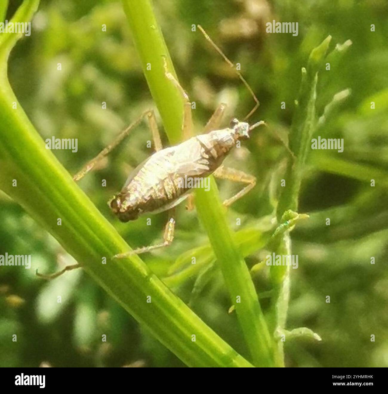Nabis flavomarginatus hi-res stock photography and images - Alamy
