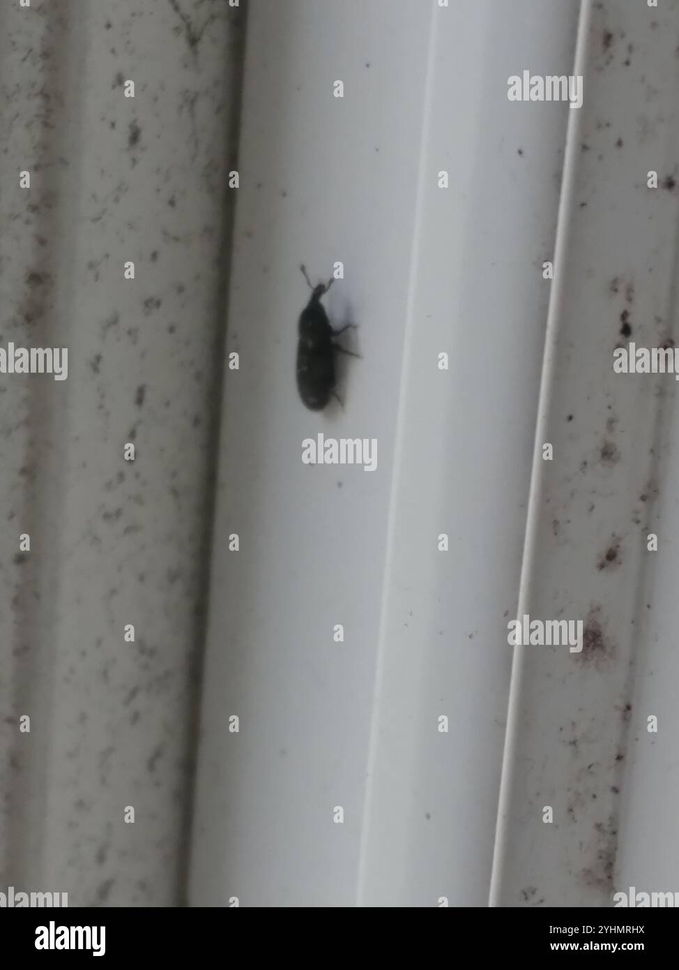 Short-winged Flower Beetles (Kateretidae Stock Photo - Alamy