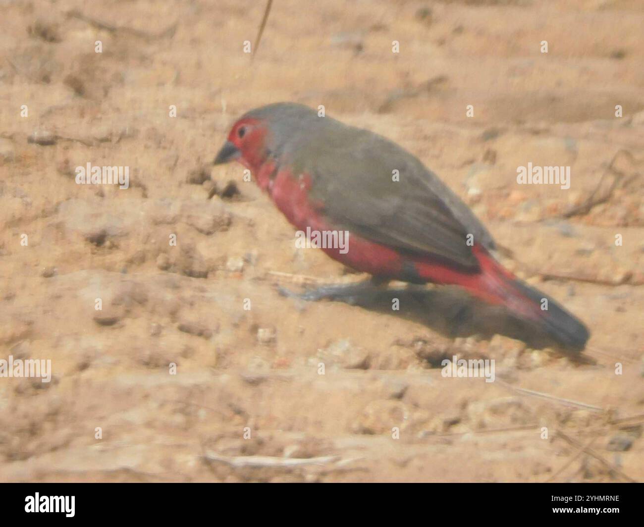 Southern African Firefinch (Lagonosticta rubricata rubricata Stock ...