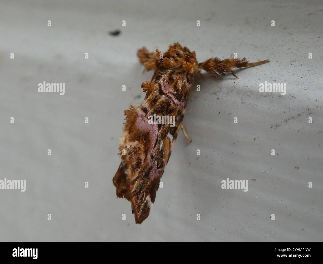 Pink-shaded Fern Moth (Callopistria mollissima Stock Photo - Alamy
