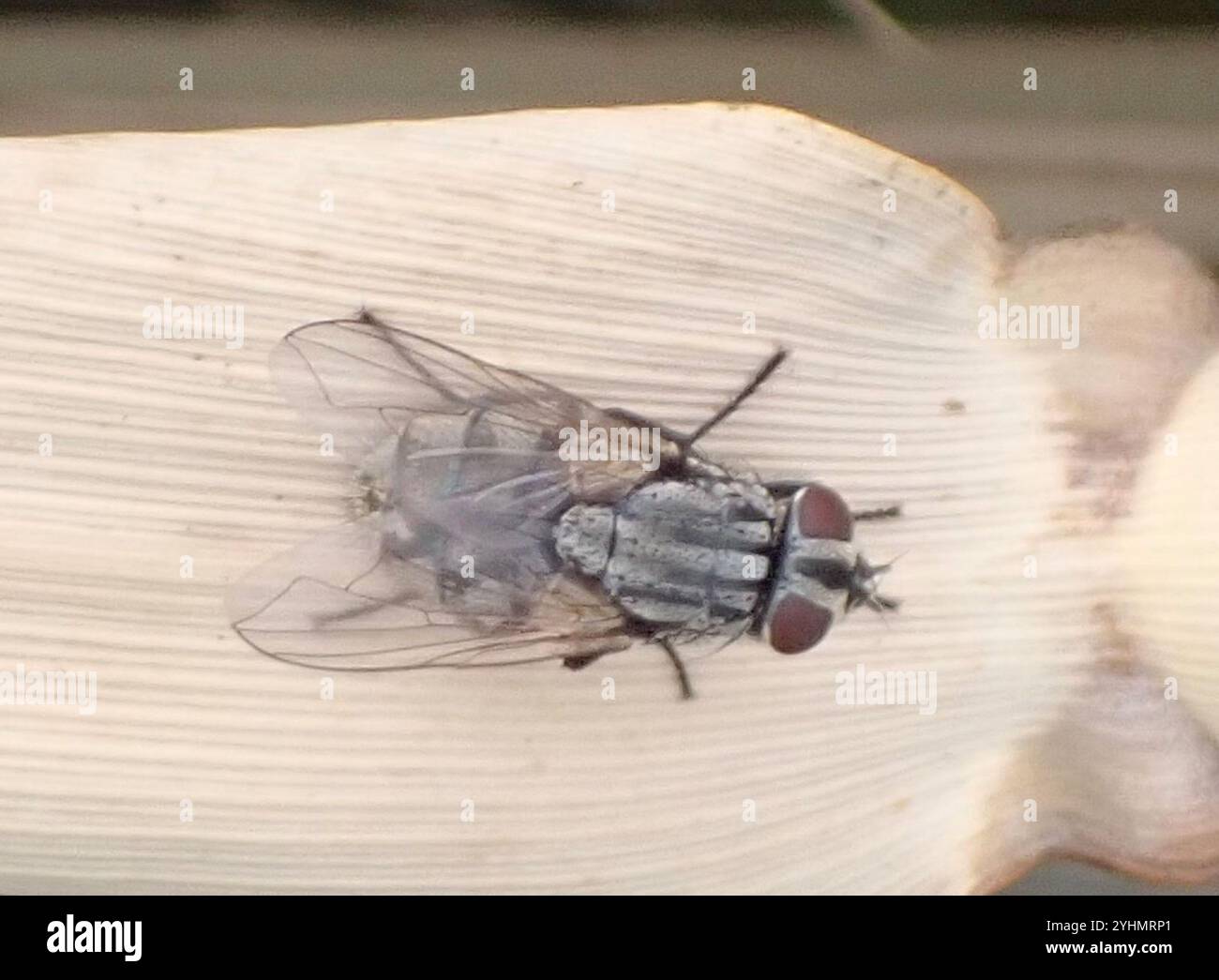 Face fly (Musca autumnalis Stock Photo - Alamy