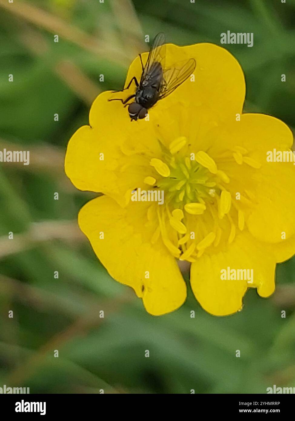 Root-maggot Flies (Anthomyiidae Stock Photo - Alamy