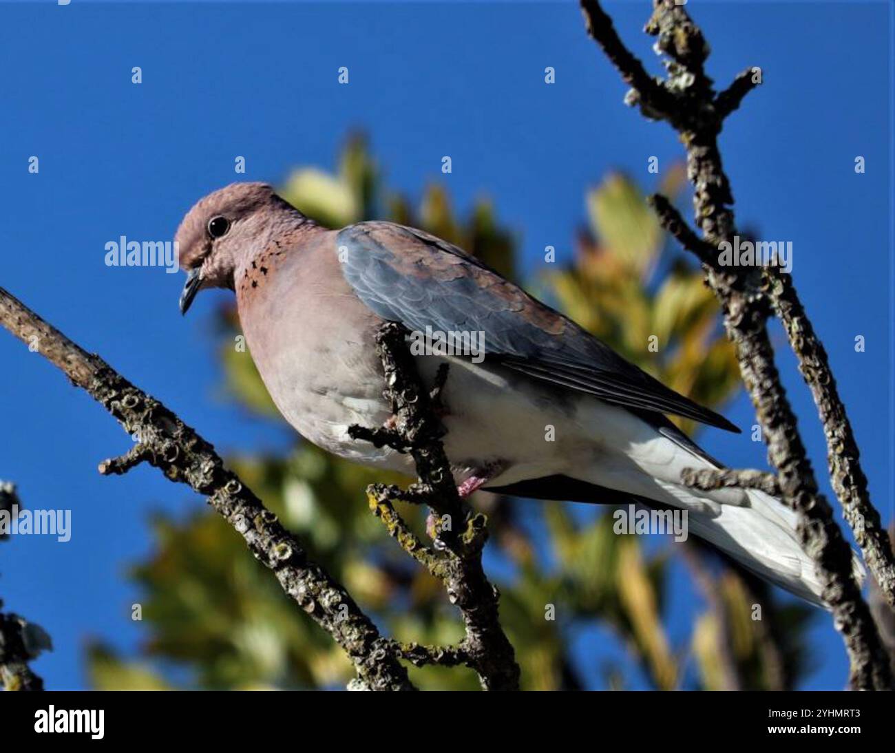 Southern Laughing Dove (Spilopelia senegalensis senegalensis Stock ...