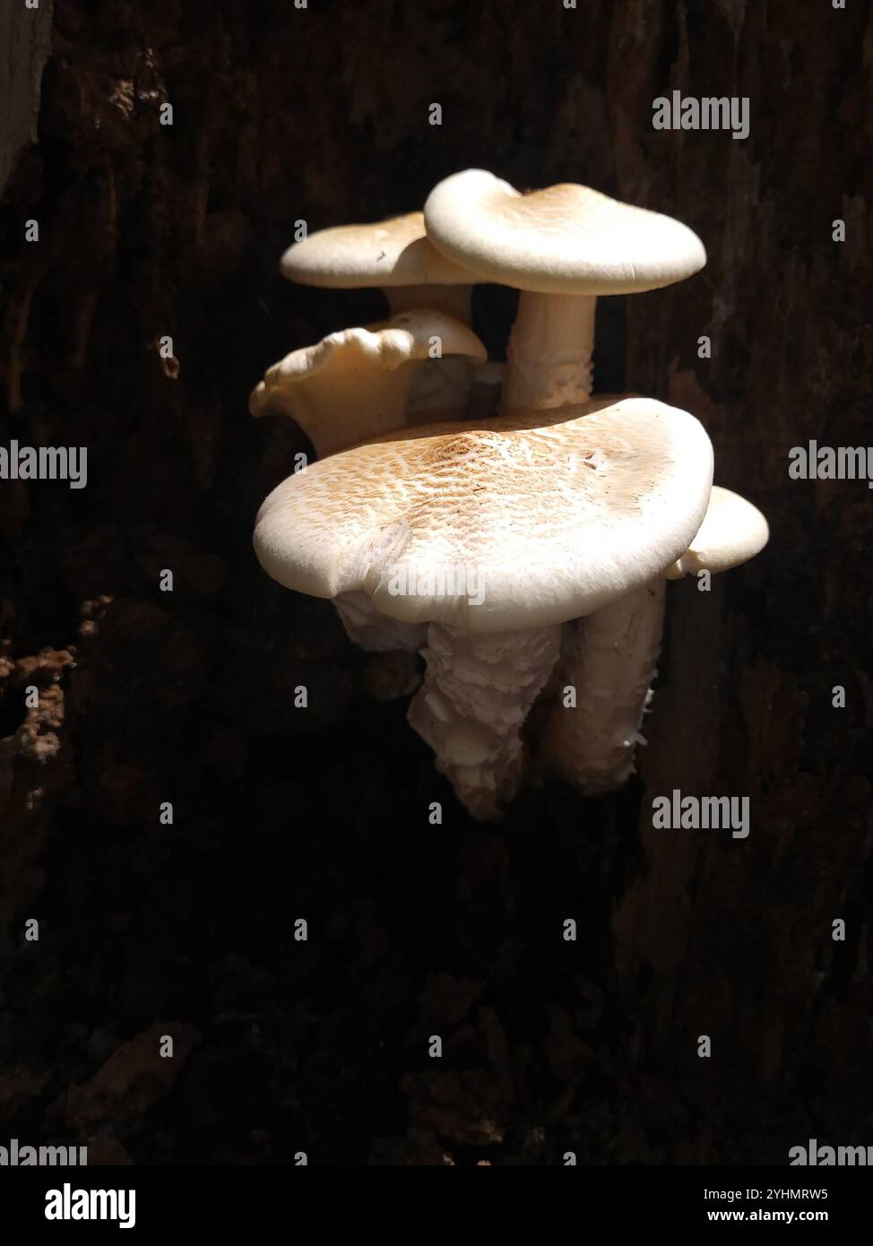 Trainwrecker (Neolentinus lepideus Stock Photo - Alamy