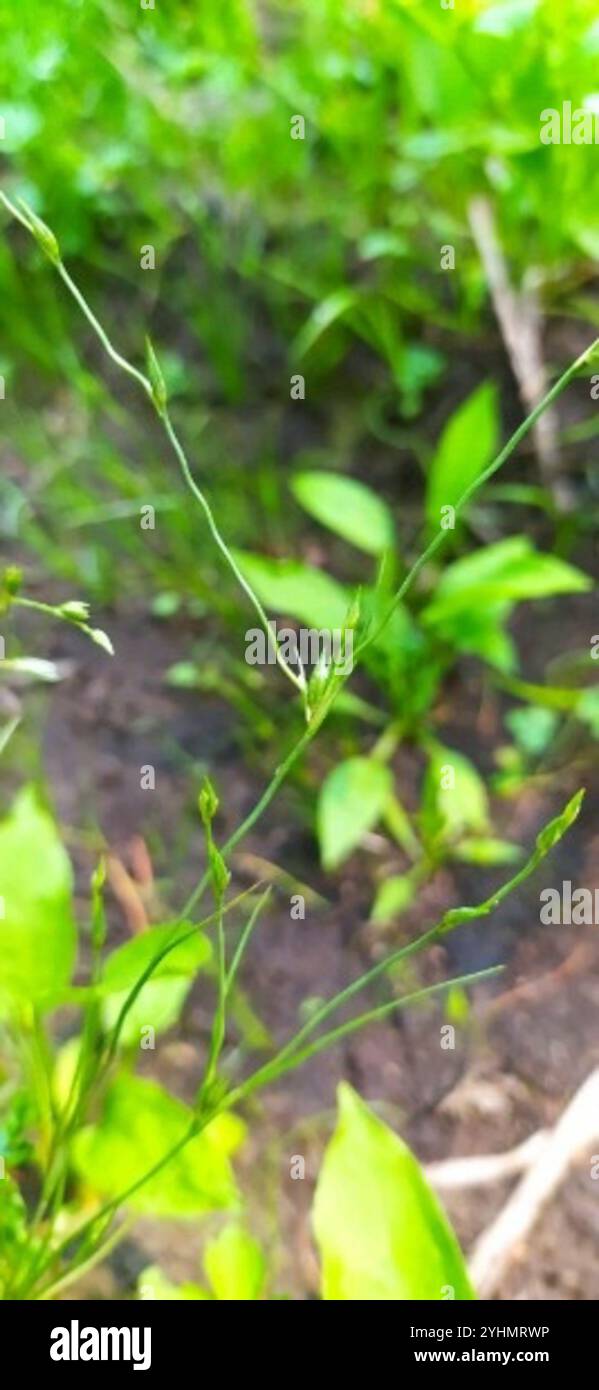 Toad rush (Juncus bufonius Stock Photo - Alamy