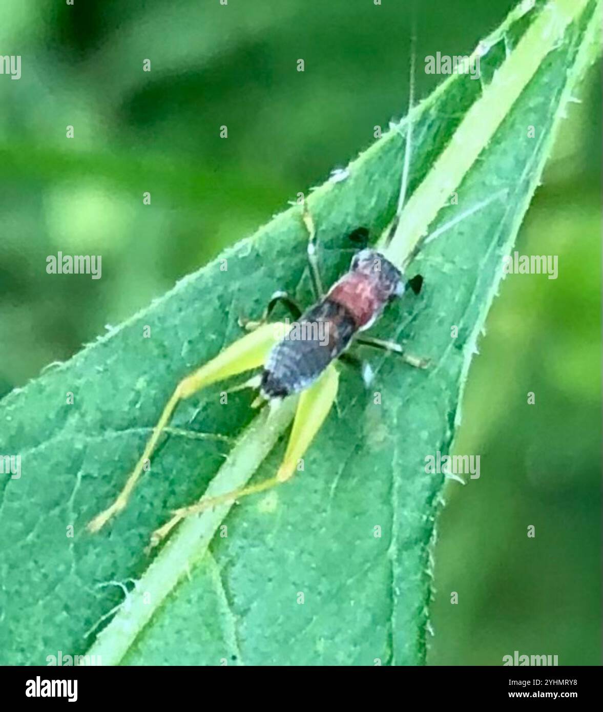 Red headed bush cricket hi-res stock photography and images - Alamy
