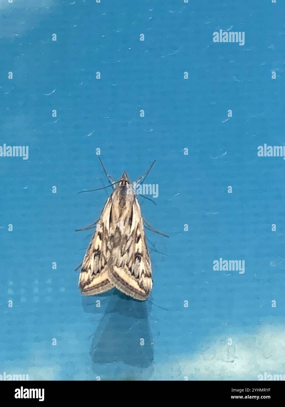 Alfalfa Webworm Moth (Loxostege cereralis Stock Photo - Alamy