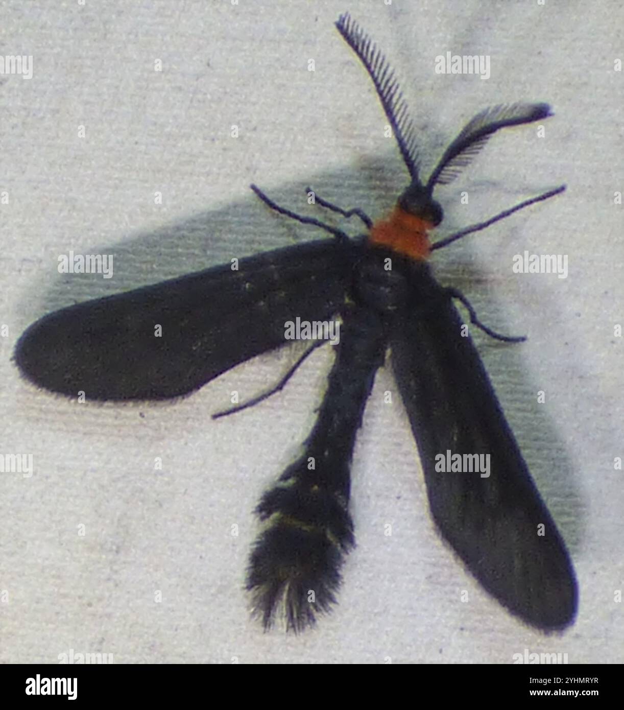 Grapeleaf Skeletonizer Moth (Harrisina americana Stock Photo - Alamy