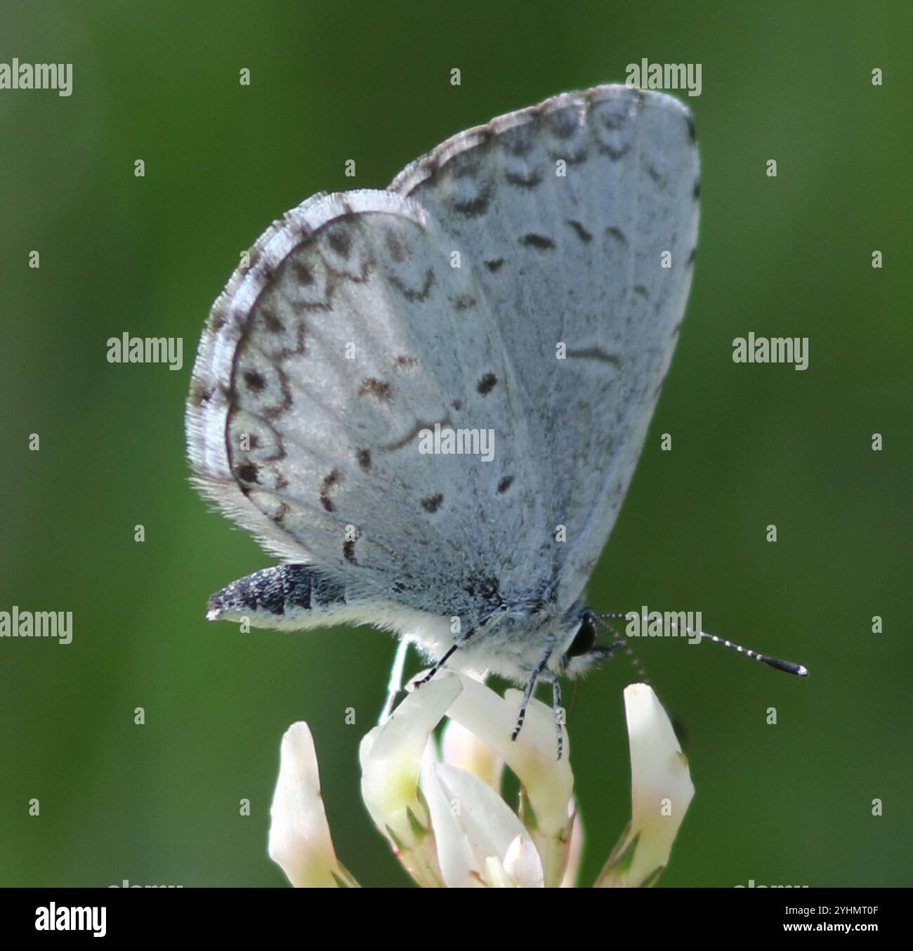 Northern Azure (Celastrina lucia Stock Photo - Alamy