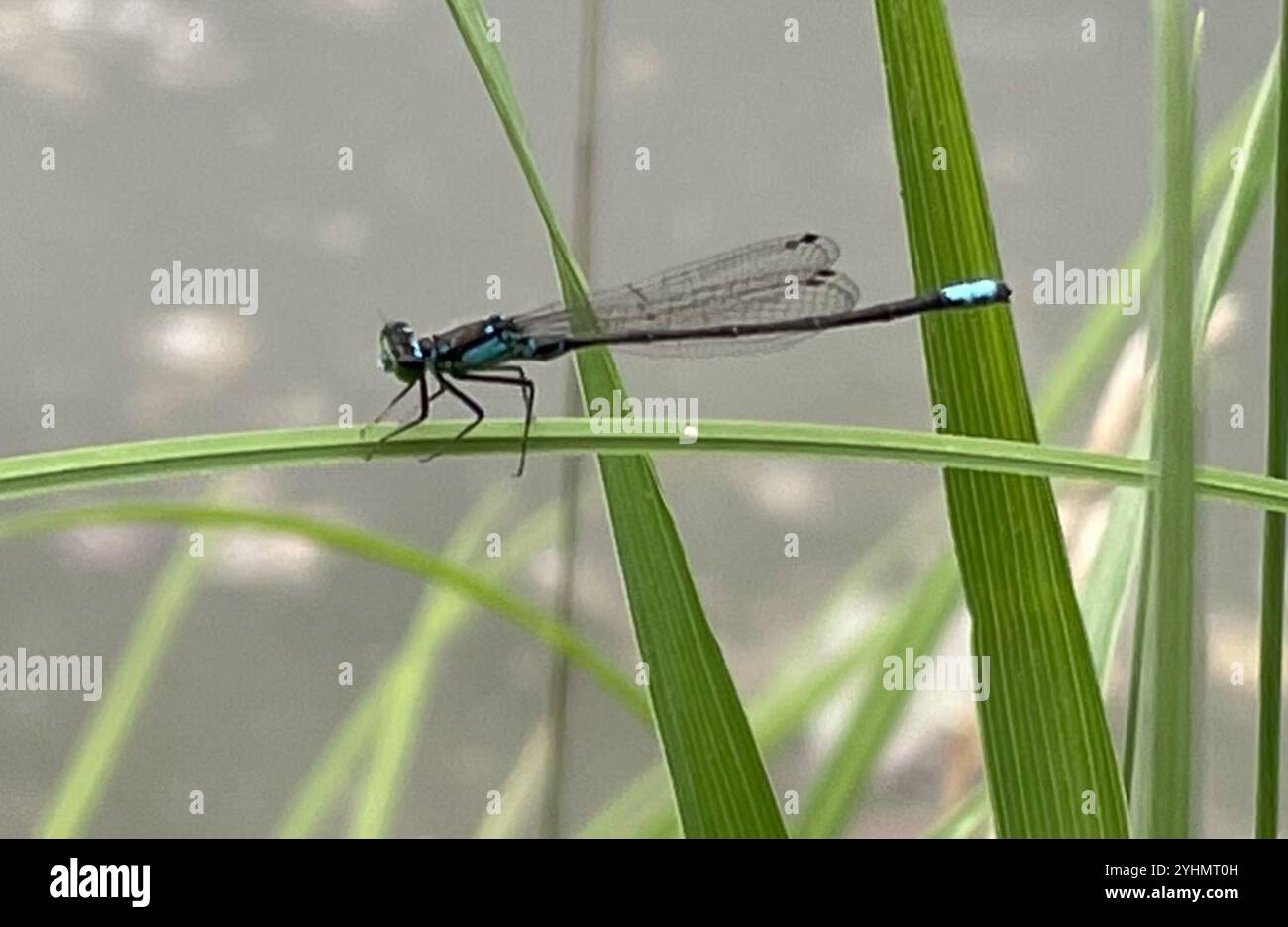 Plains Forktail (Ischnura damula Stock Photo - Alamy