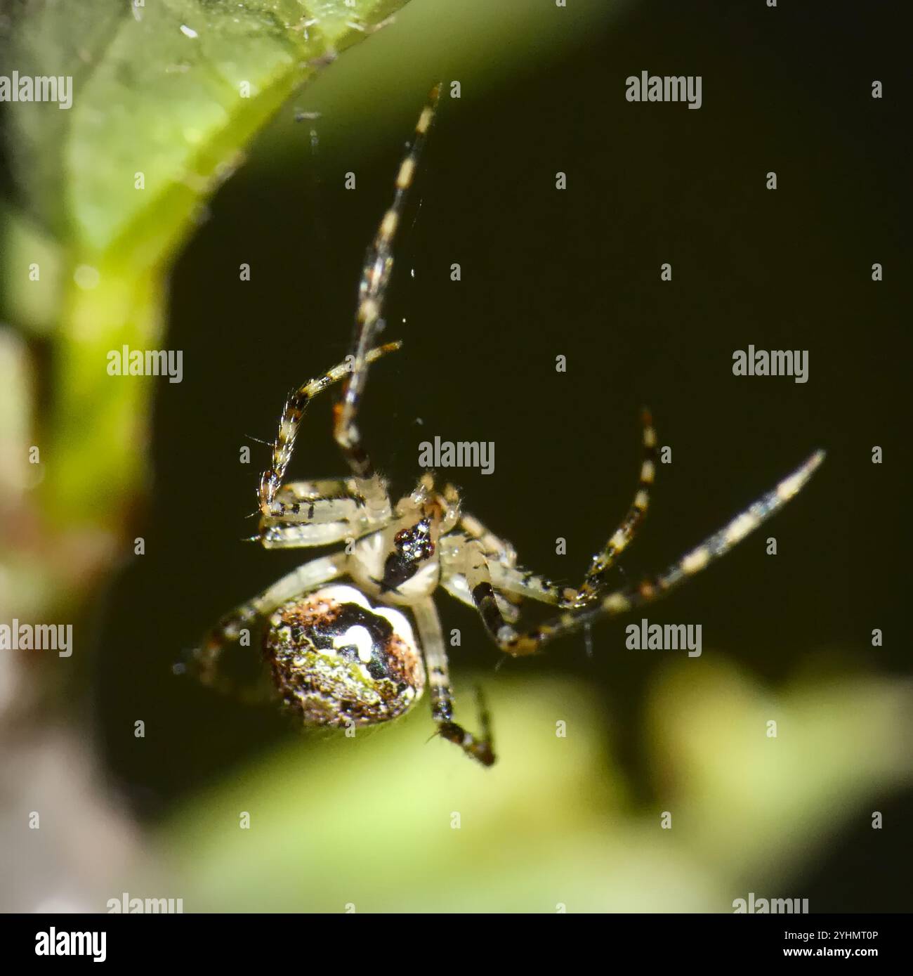 Cannibal Spiders (Mimetus Stock Photo - Alamy