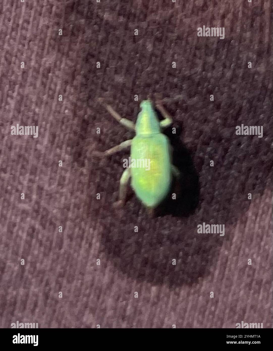 Green Immigrant Leaf Weevil (Polydrusus formosus Stock Photo - Alamy