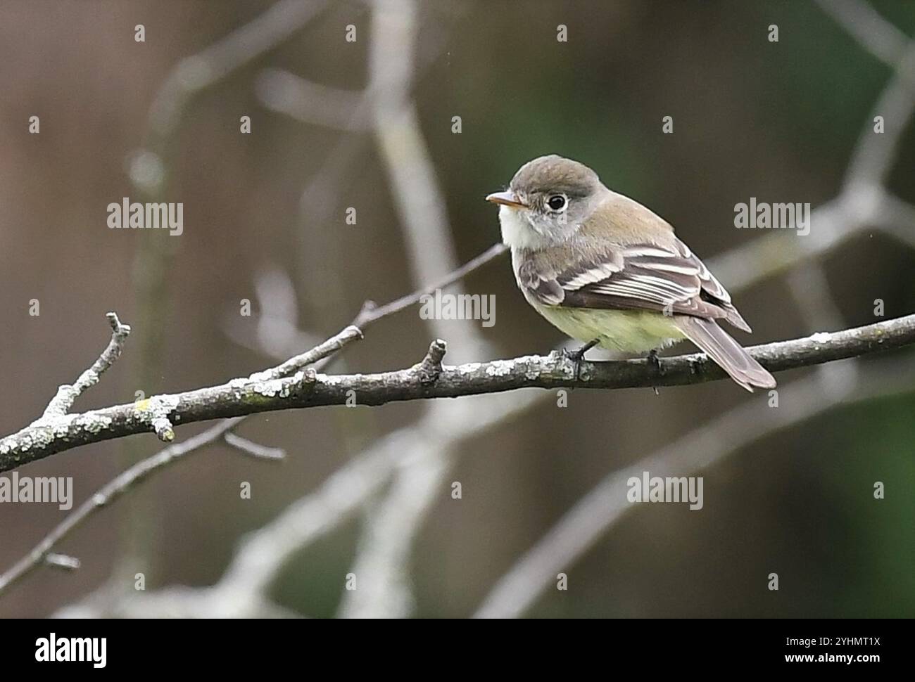 Least Flycatcher (Empidonax minimus Stock Photo - Alamy