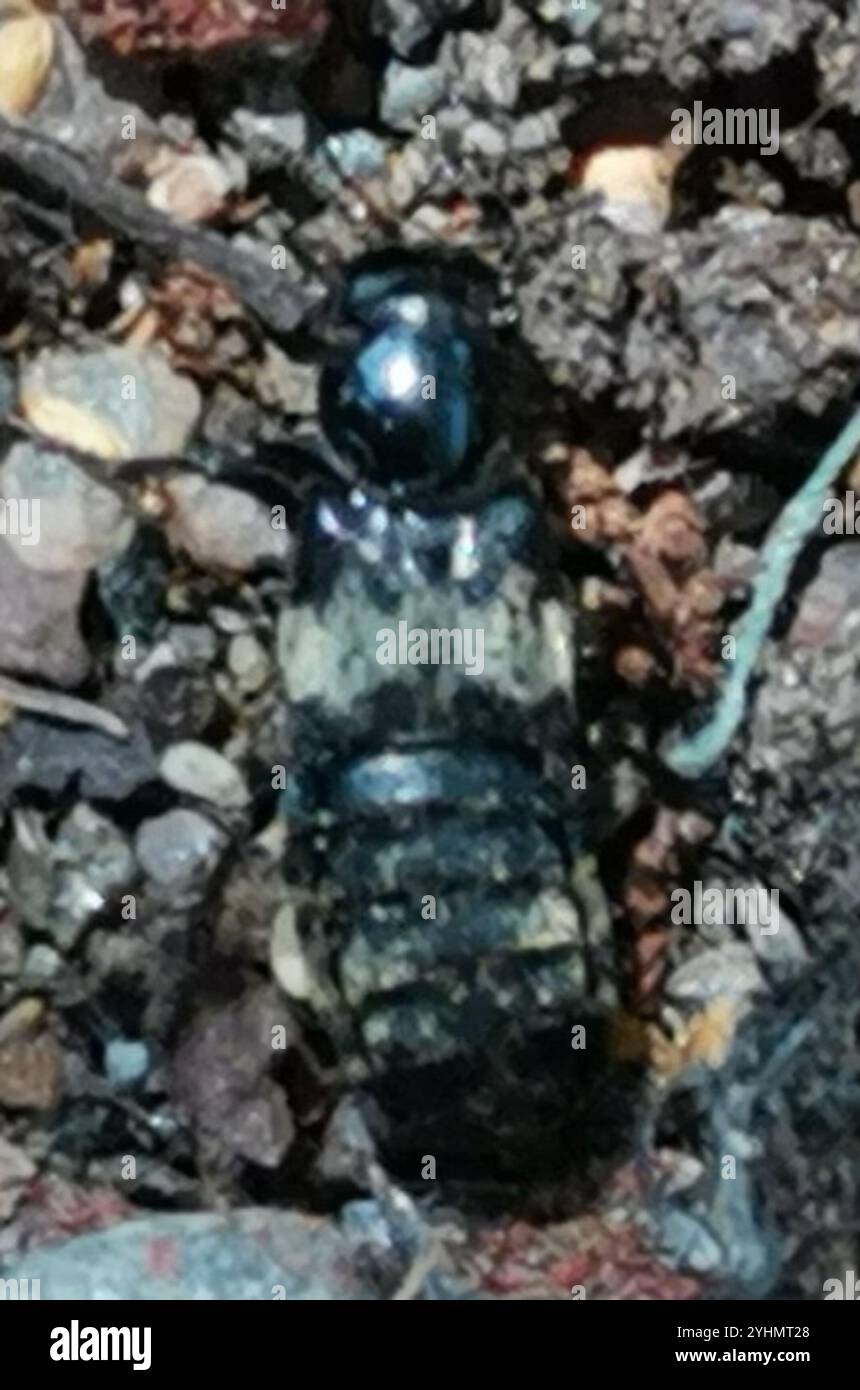 hairy rove beetle (Creophilus maxillosus Stock Photo - Alamy