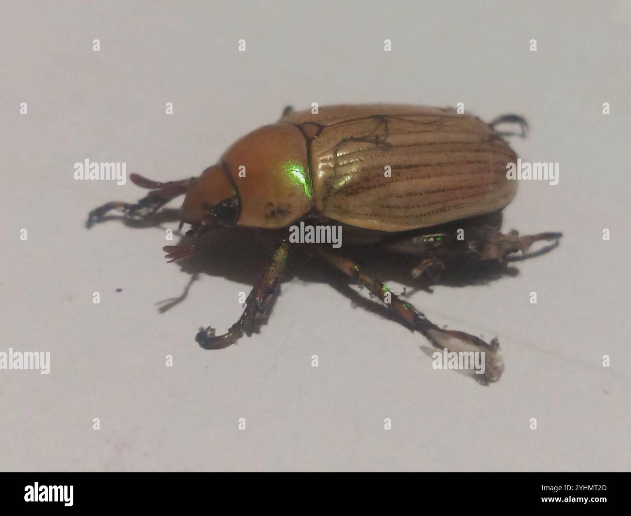 Pelidnota hi-res stock photography and images - Alamy
