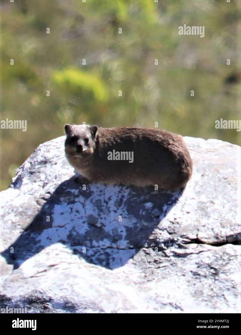 Cape Rock Hyrax (Procavia capensis capensis Stock Photo - Alamy