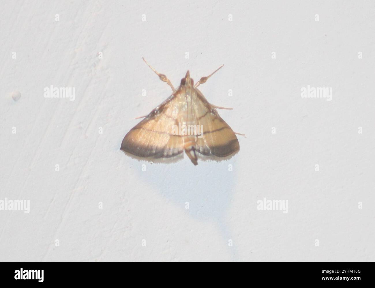 Rice Leaf-roller (Cnaphalocrocis medinalis Stock Photo - Alamy