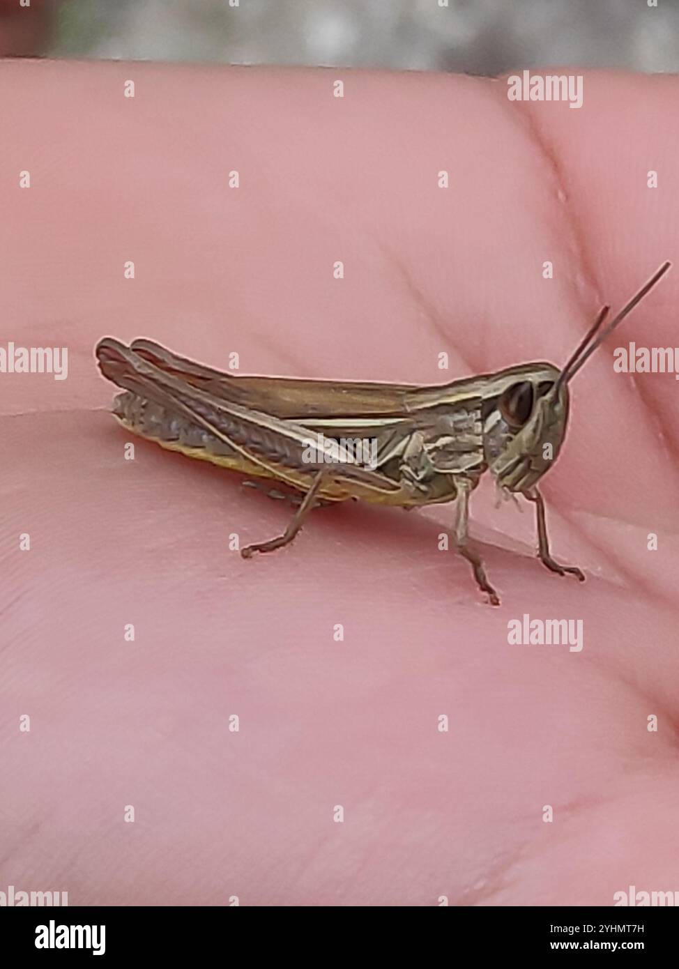 Common Straw Grasshopper (Euchorthippus declivus Stock Photo - Alamy