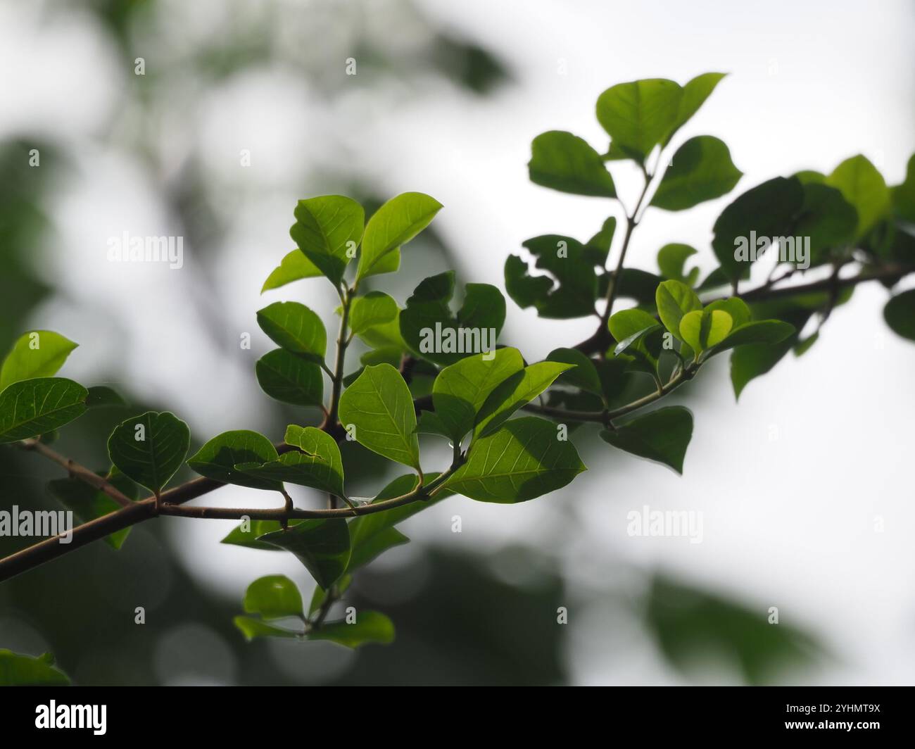 Native Bougainvillea (Pisonia aculeata Stock Photo - Alamy