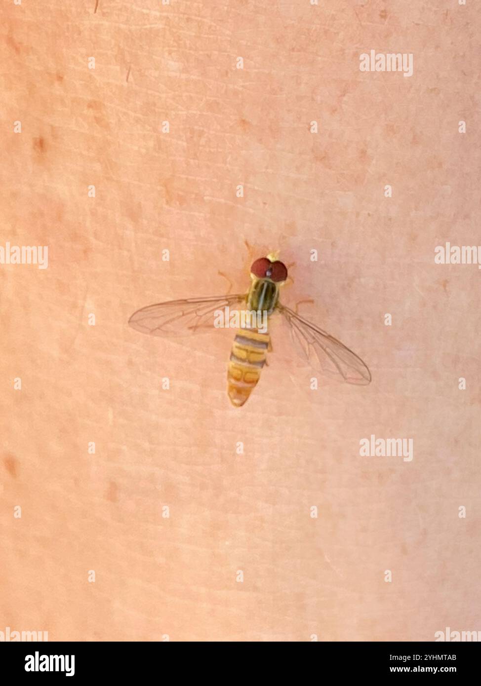 Maize calligrapher hi-res stock photography and images - Alamy
