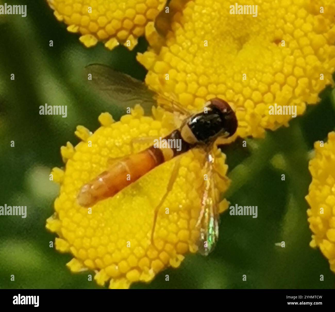 Common Globetail (Sphaerophoria scripta Stock Photo - Alamy