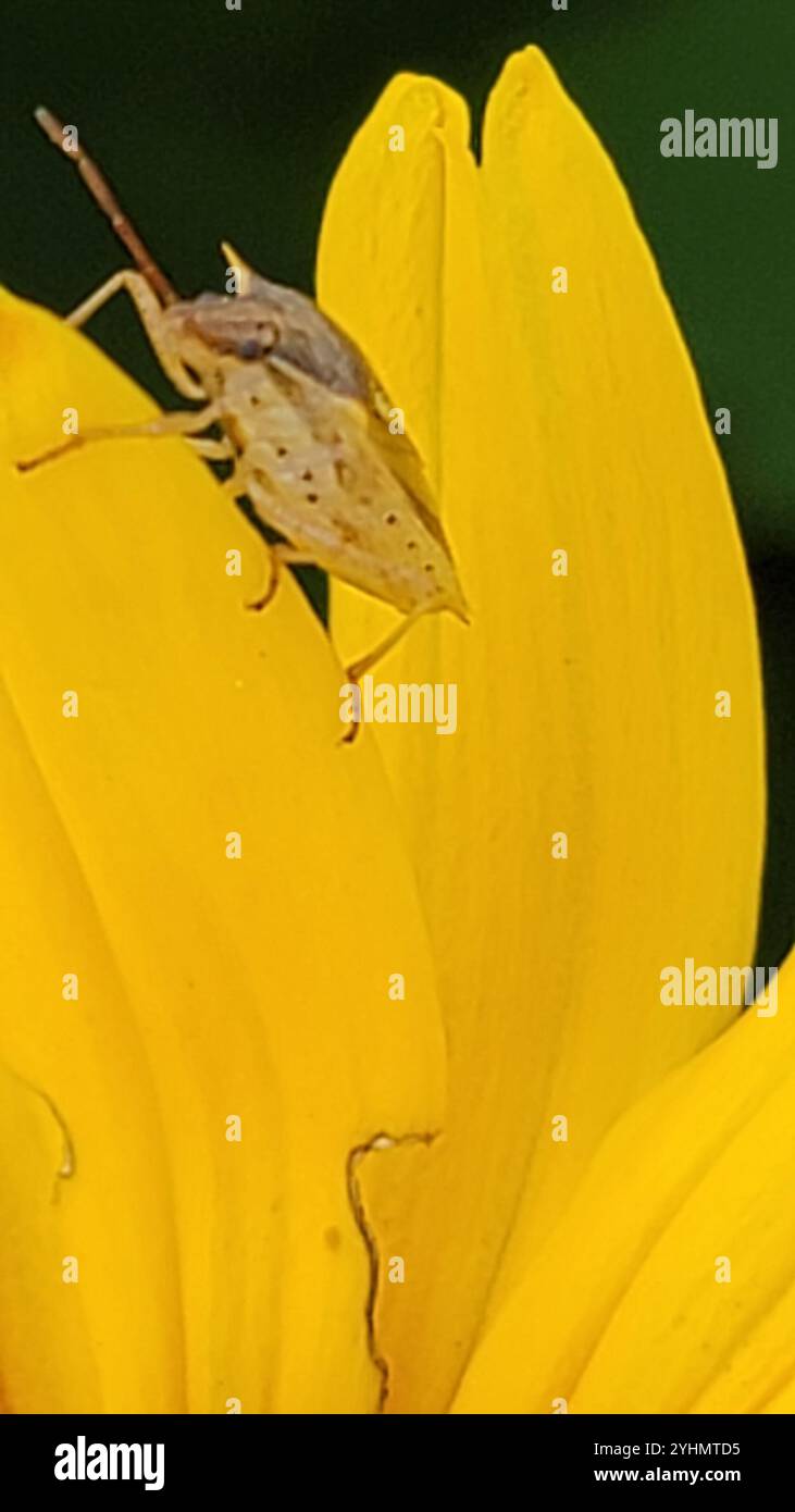 Rice Stink Bug (Oebalus pugnax Stock Photo - Alamy
