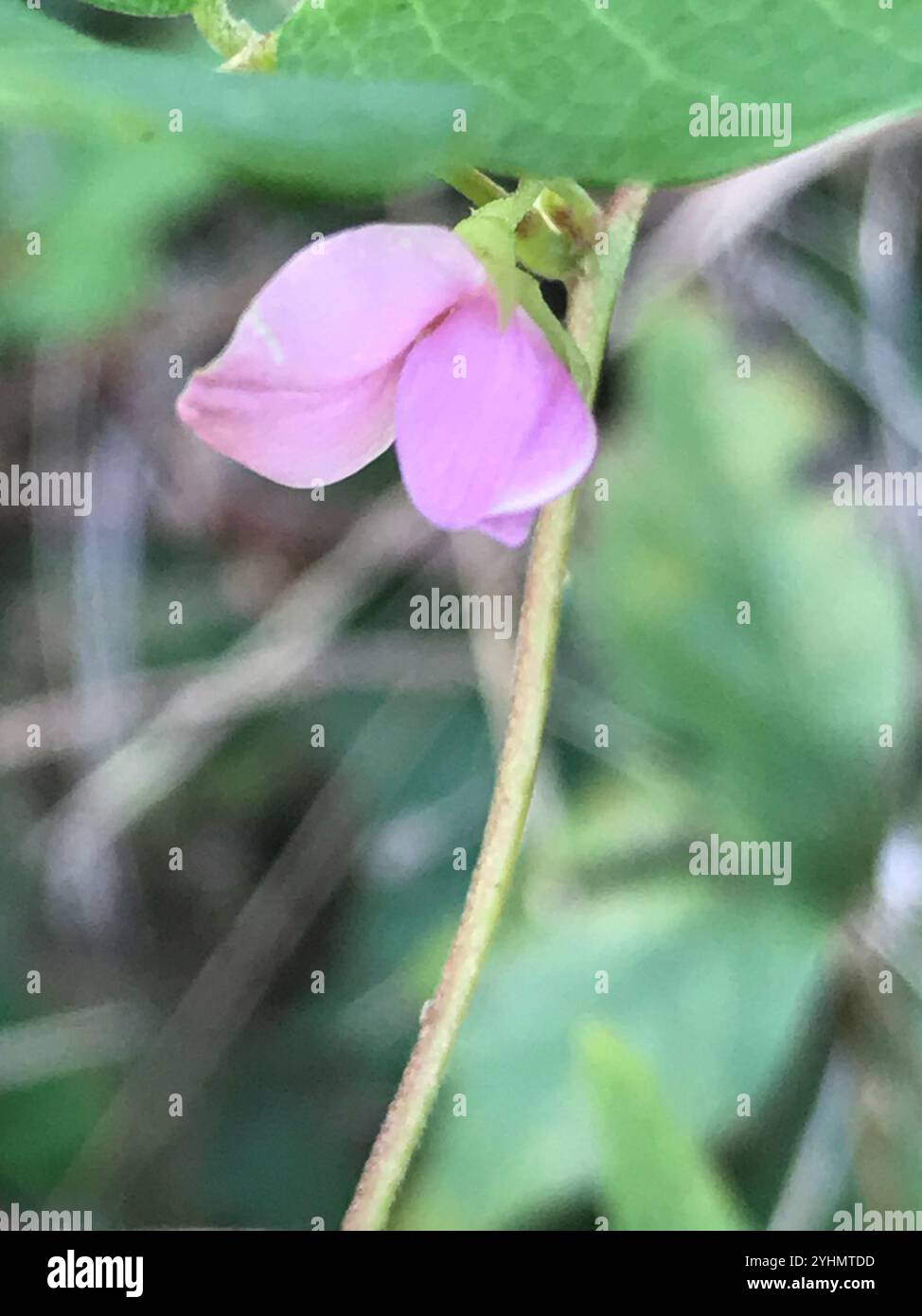 eastern milk-pea (Galactia regularis Stock Photo - Alamy