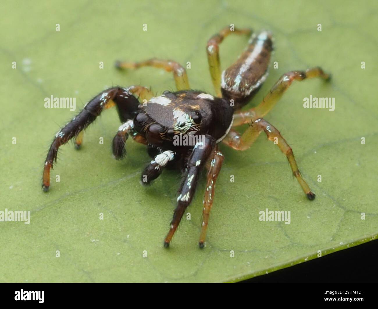 Jumping Spiders (Salticidae Stock Photo - Alamy