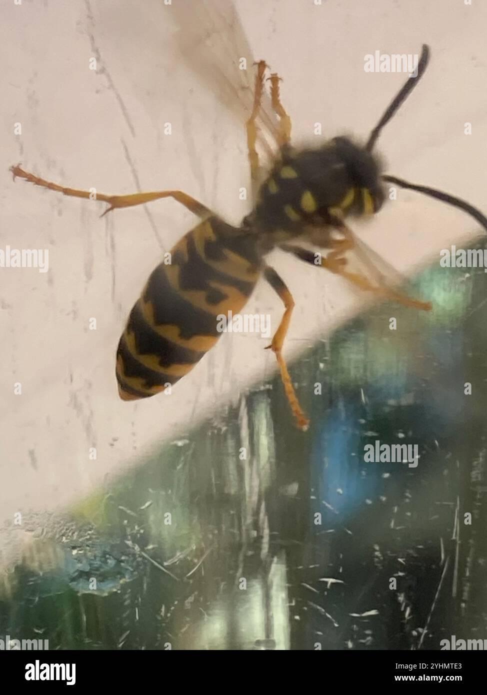 German Yellowjacket (Vespula germanica Stock Photo - Alamy