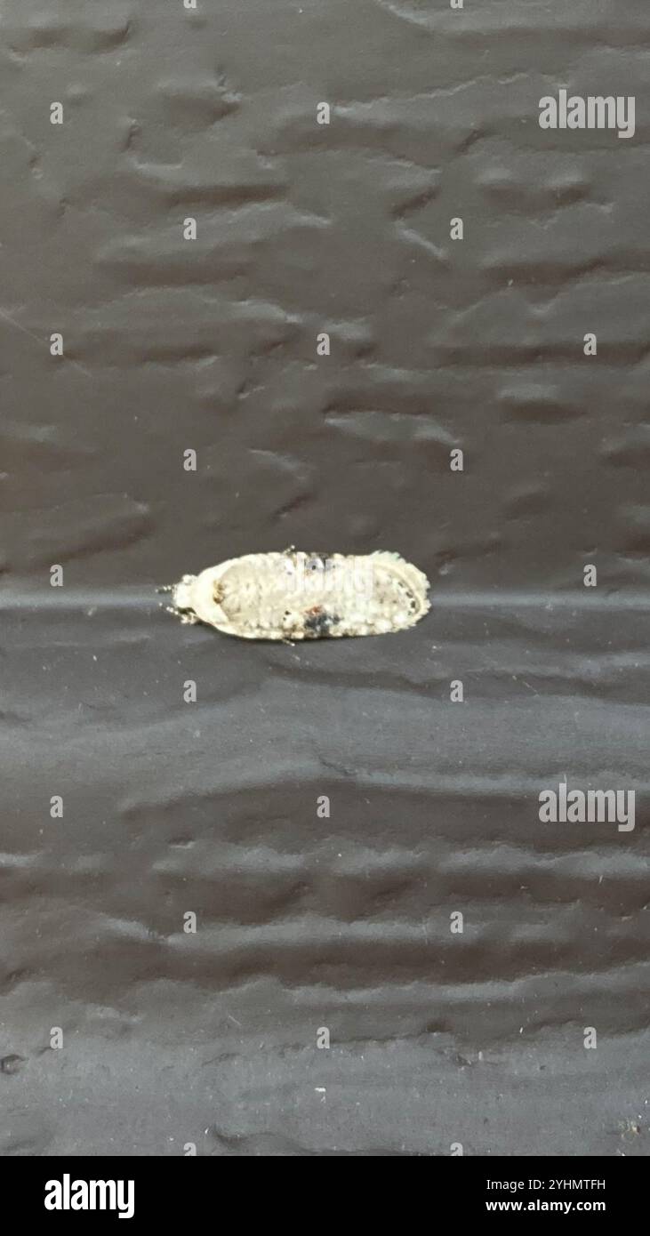Poison hemlock moth (Agonopterix alstroemeriana Stock Photo - Alamy