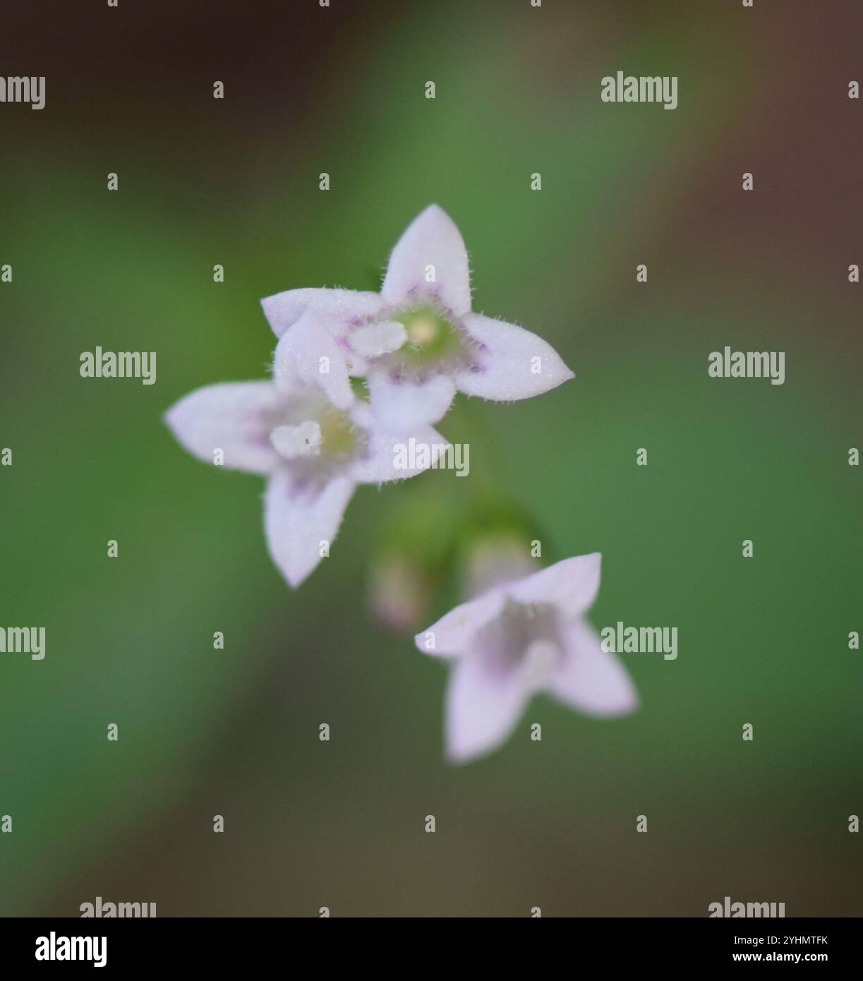 summer bluet (Houstonia purpurea Stock Photo - Alamy