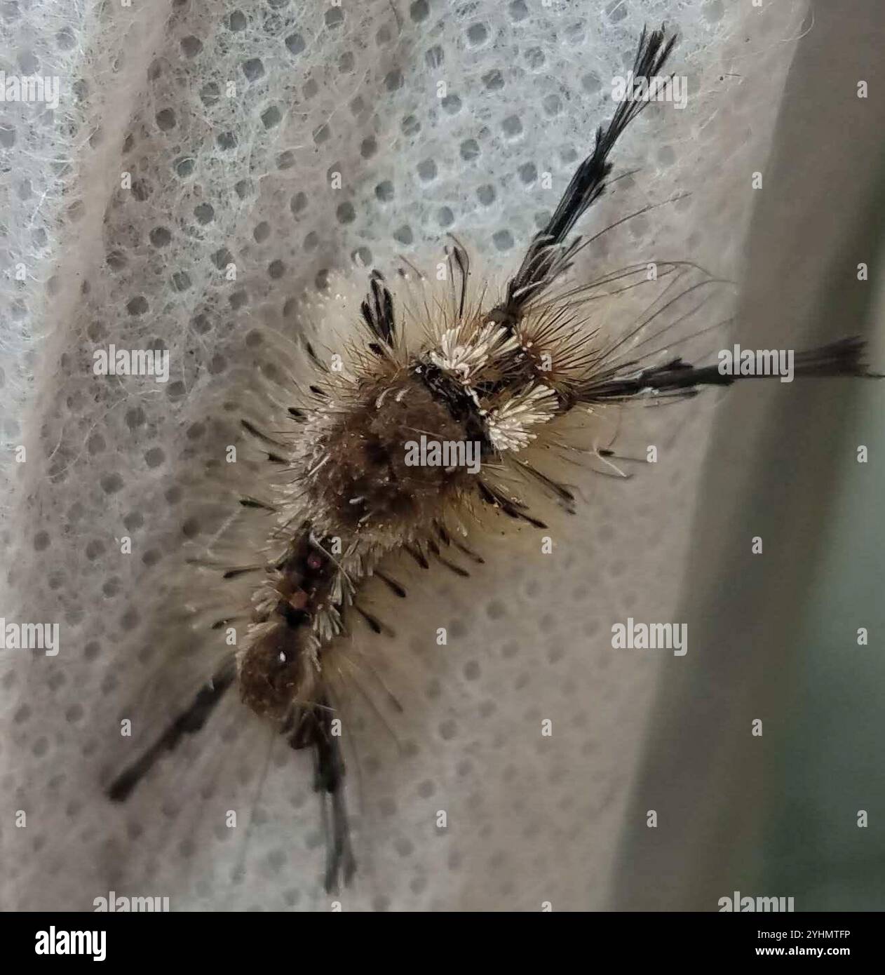 Southern Tussock Moth (Dasychira meridionalis Stock Photo - Alamy
