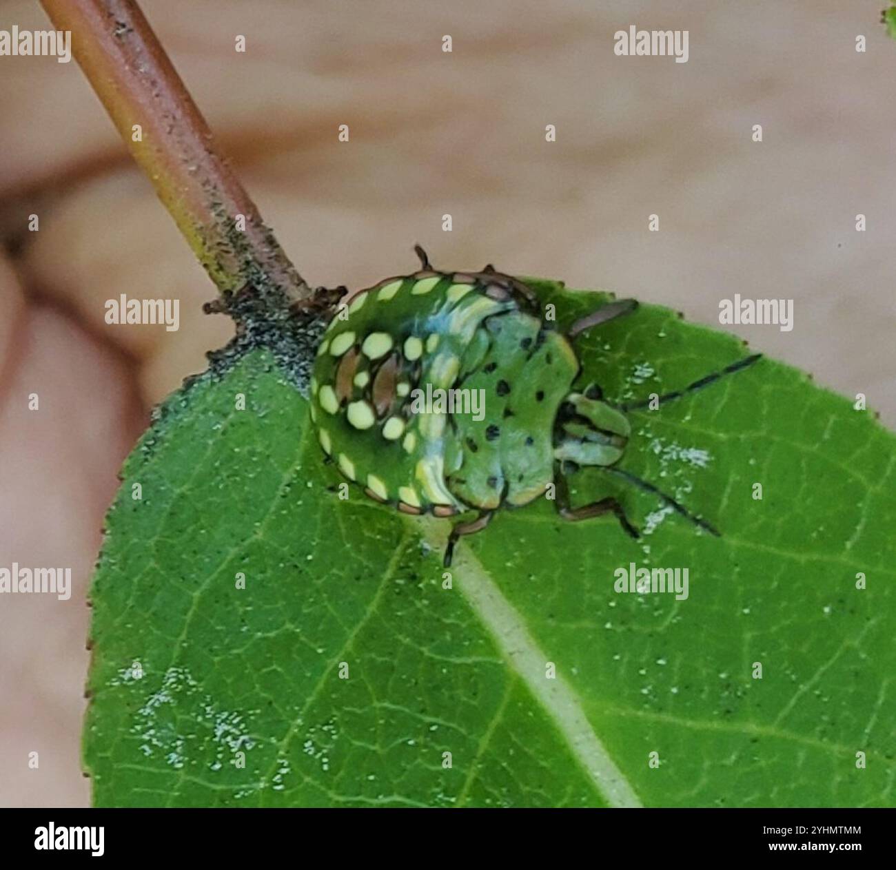 Southern Green Stink Bug (Nezara viridula Stock Photo - Alamy