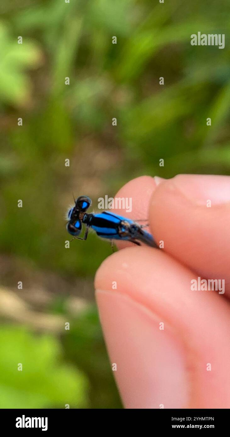 Familiar Bluet (Enallagma civile Stock Photo - Alamy