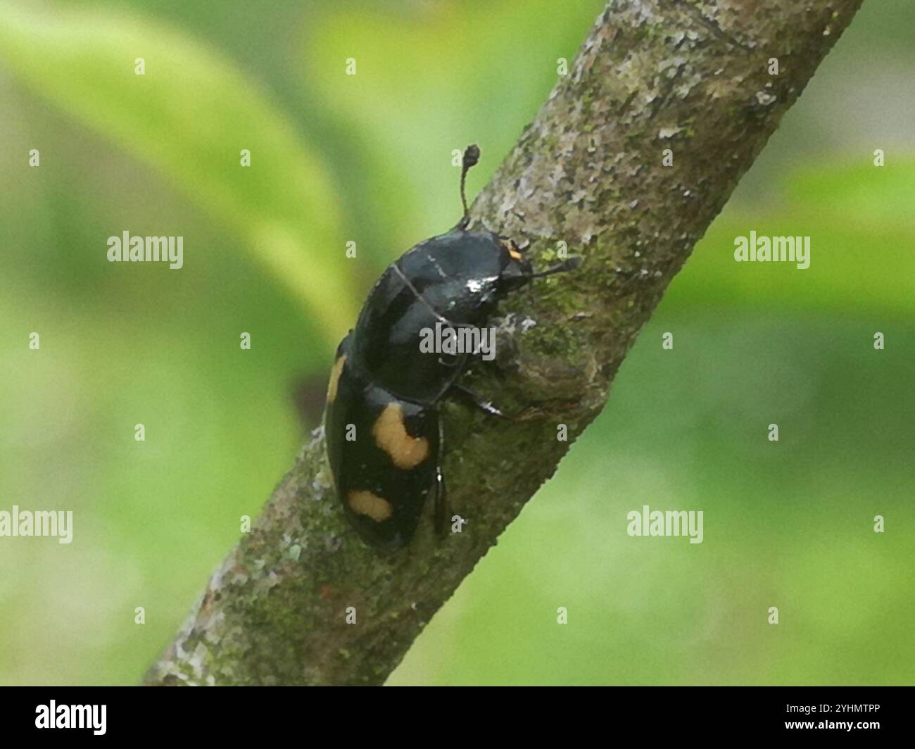 Four-spotted Sap Beetle (Glischrochilus quadrisignatus Stock Photo - Alamy
