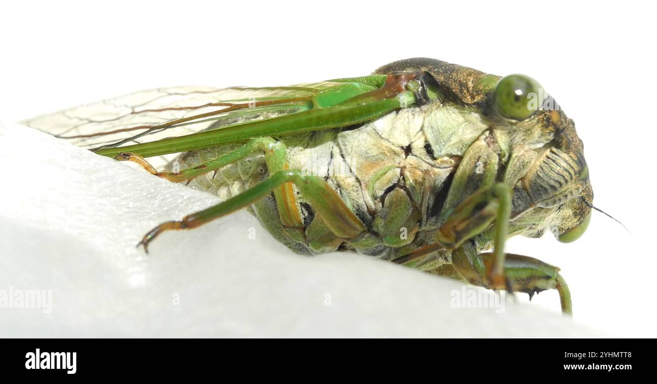 Common Swamp Cicada (Neotibicen tibicen tibicen Stock Photo - Alamy