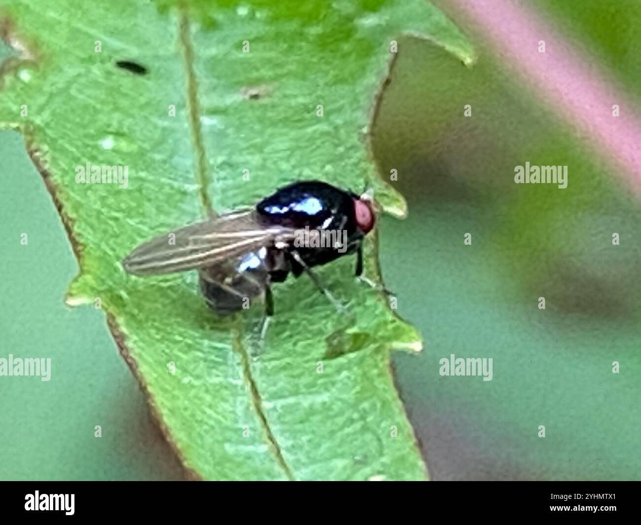 Lauxaniid Flies (Lauxaniidae Stock Photo - Alamy
