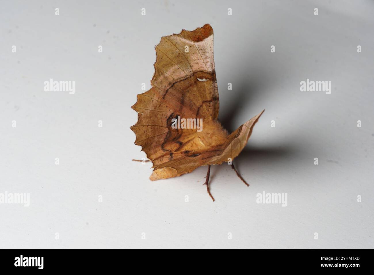 Lunularia hi-res stock photography and images - Alamy
