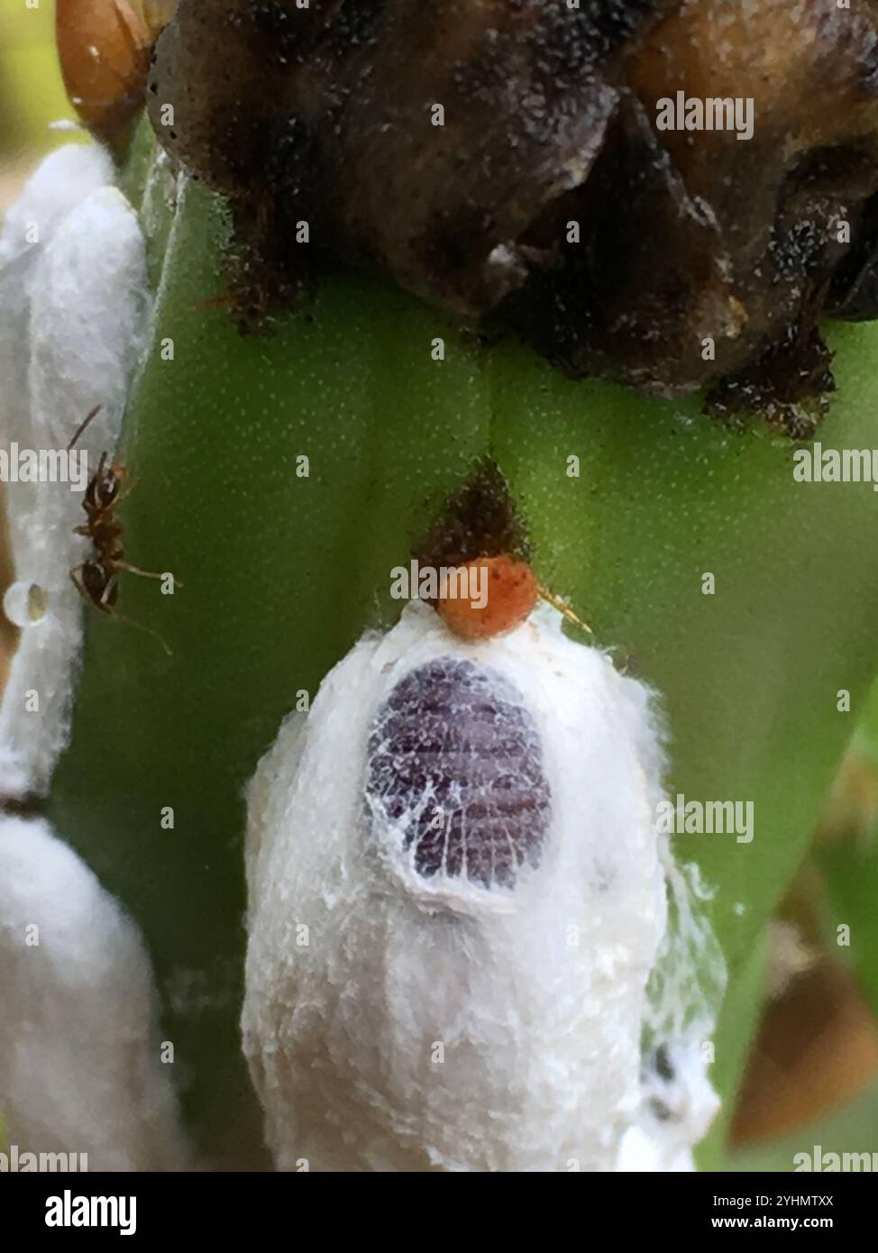 Cochineal Scale Bugs (Dactylopius Stock Photo - Alamy