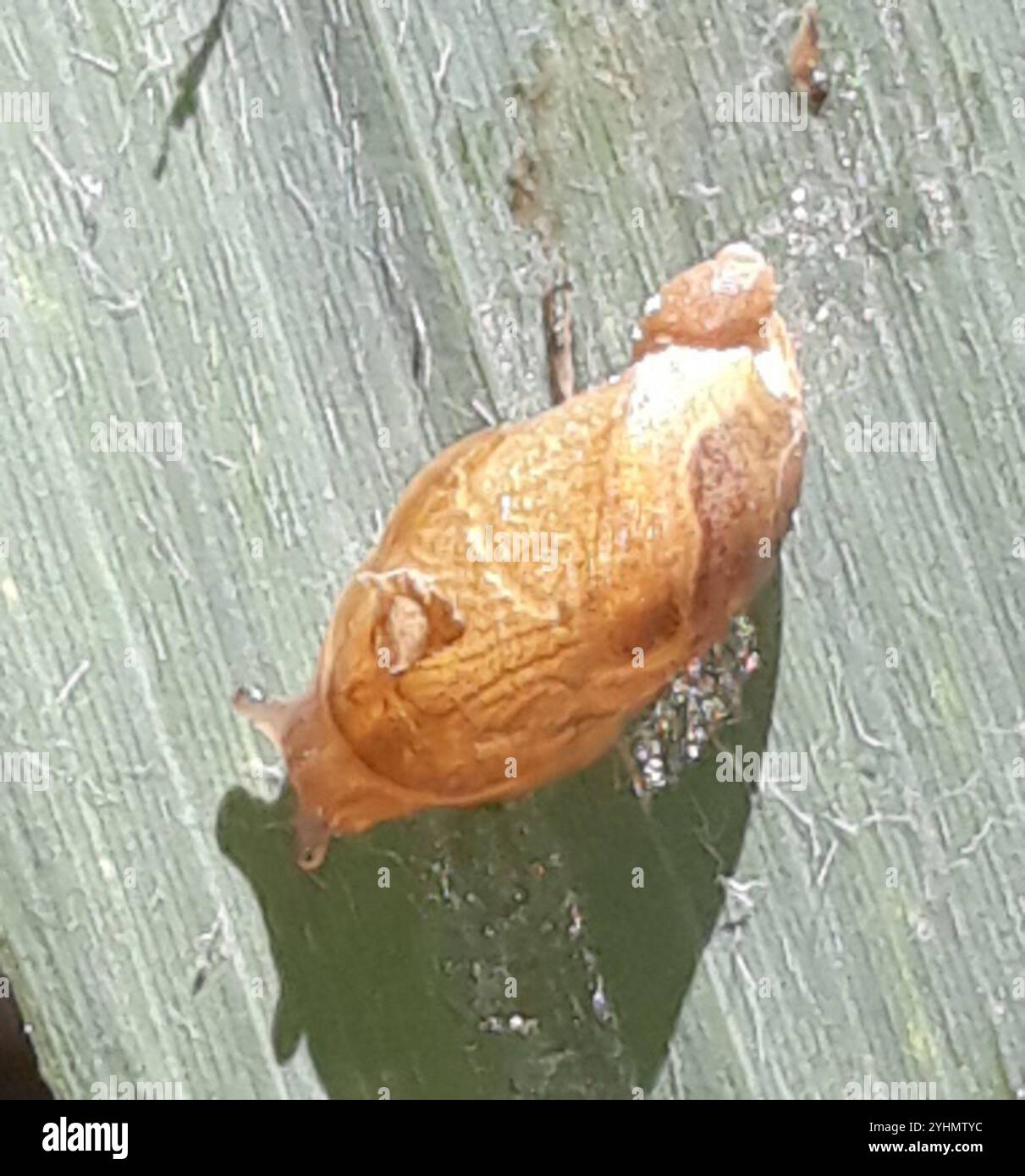 Slender Amber Snail (Oxyloma elegans Stock Photo - Alamy